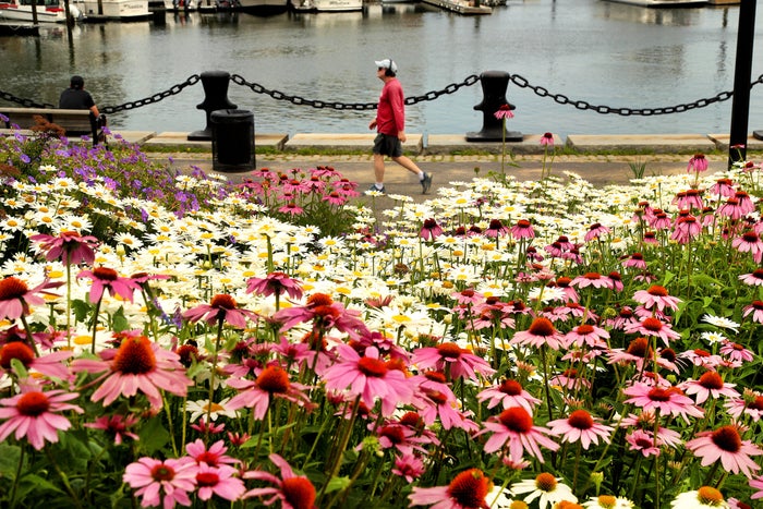10 best spots to see spring flowers in bloom | Boston.com