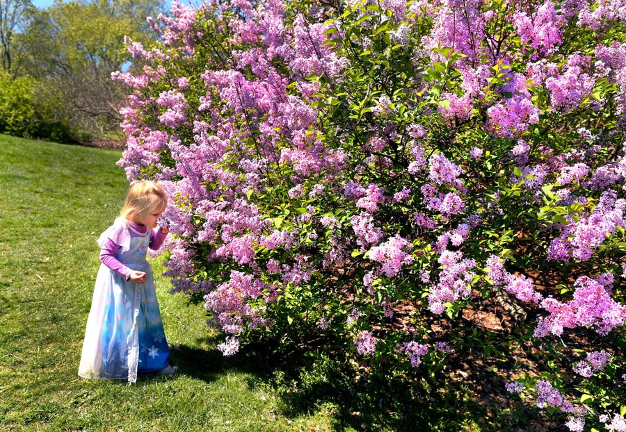 10 best spots to see spring flowers in bloom | Boston.com