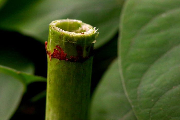 This invasive plant could damage your house's foundation
