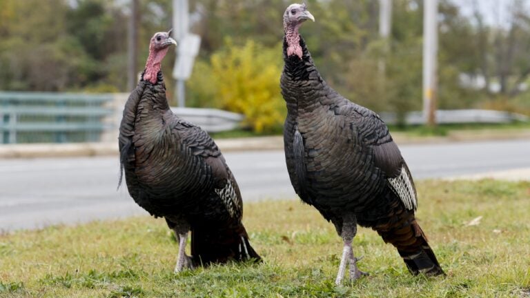 MassWildlife warns residents about aggressive turkeys