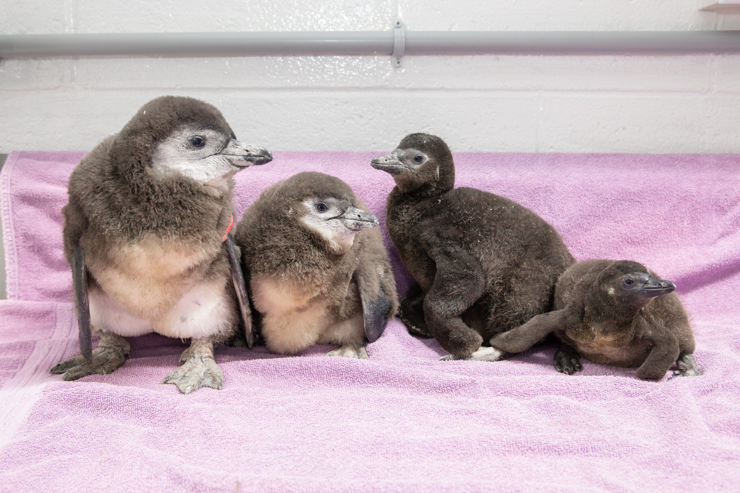 Cute African Penguin