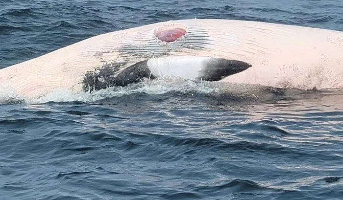 Signs of white shark activity off Mass. beaches after multiple marine ...