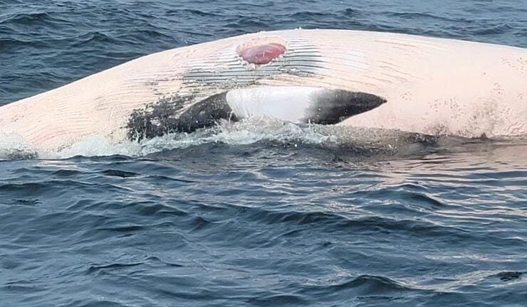 Signs of white shark activity off Mass. beaches after multiple marine ...