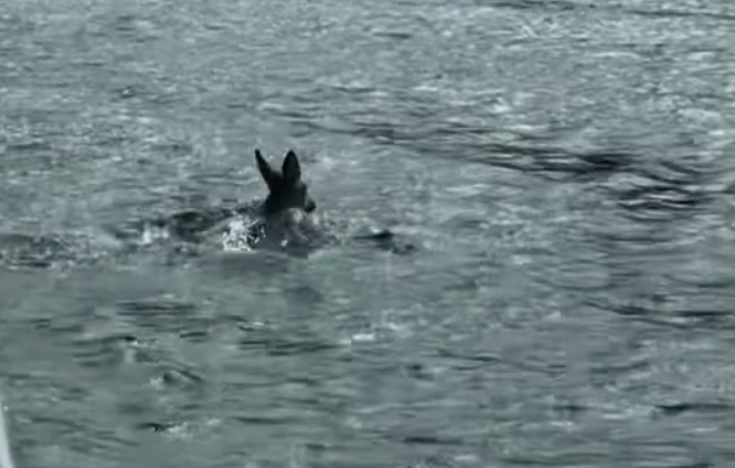 Yes, that was a deer swimming across the Cape Cod Canal