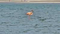 Was that a flamingo on Cape Cod? Yes, bird watchers say.