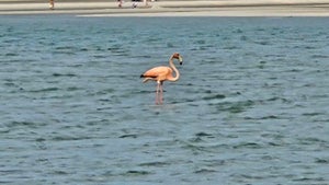 Was that a flamingo on Cape Cod? Yes, bird watchers say.