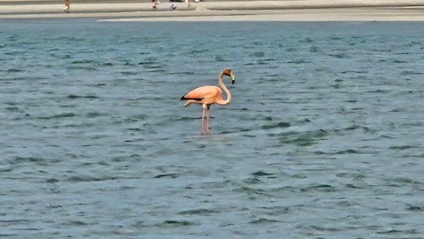 Was that a flamingo on Cape Cod? Yes, bird watchers say.