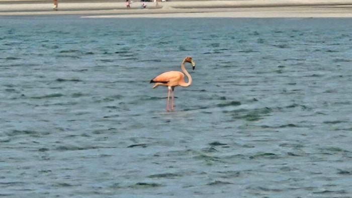 Was that a flamingo on Cape Cod? Yes, bird watchers say.