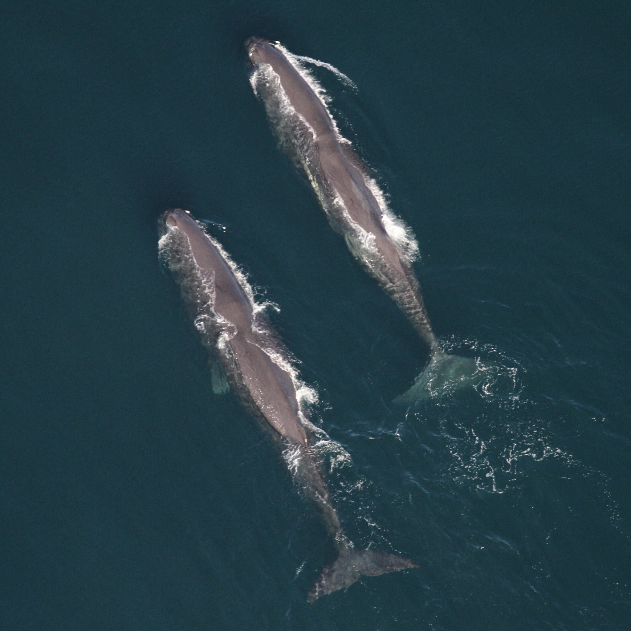 More than 160 whales seen near Martha’s Vineyard and Nantucket