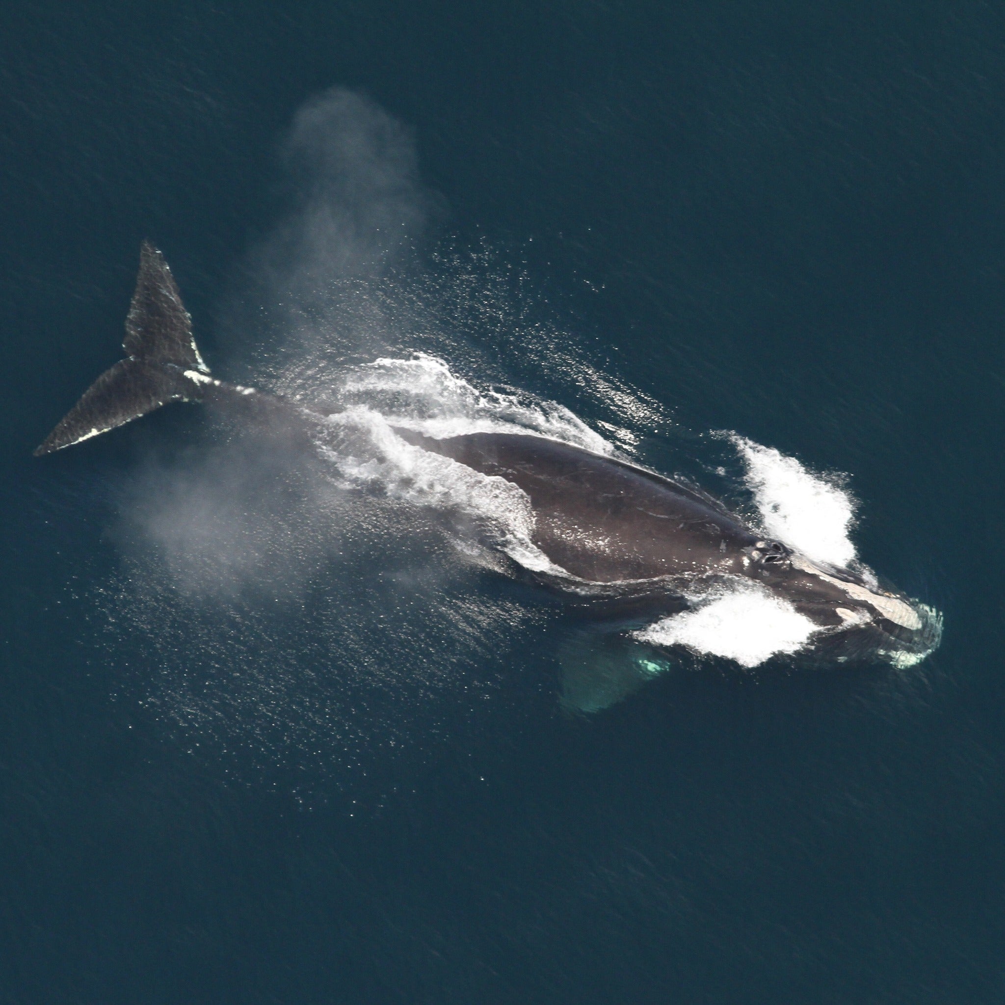 More than 160 whales seen near Martha’s Vineyard and Nantucket