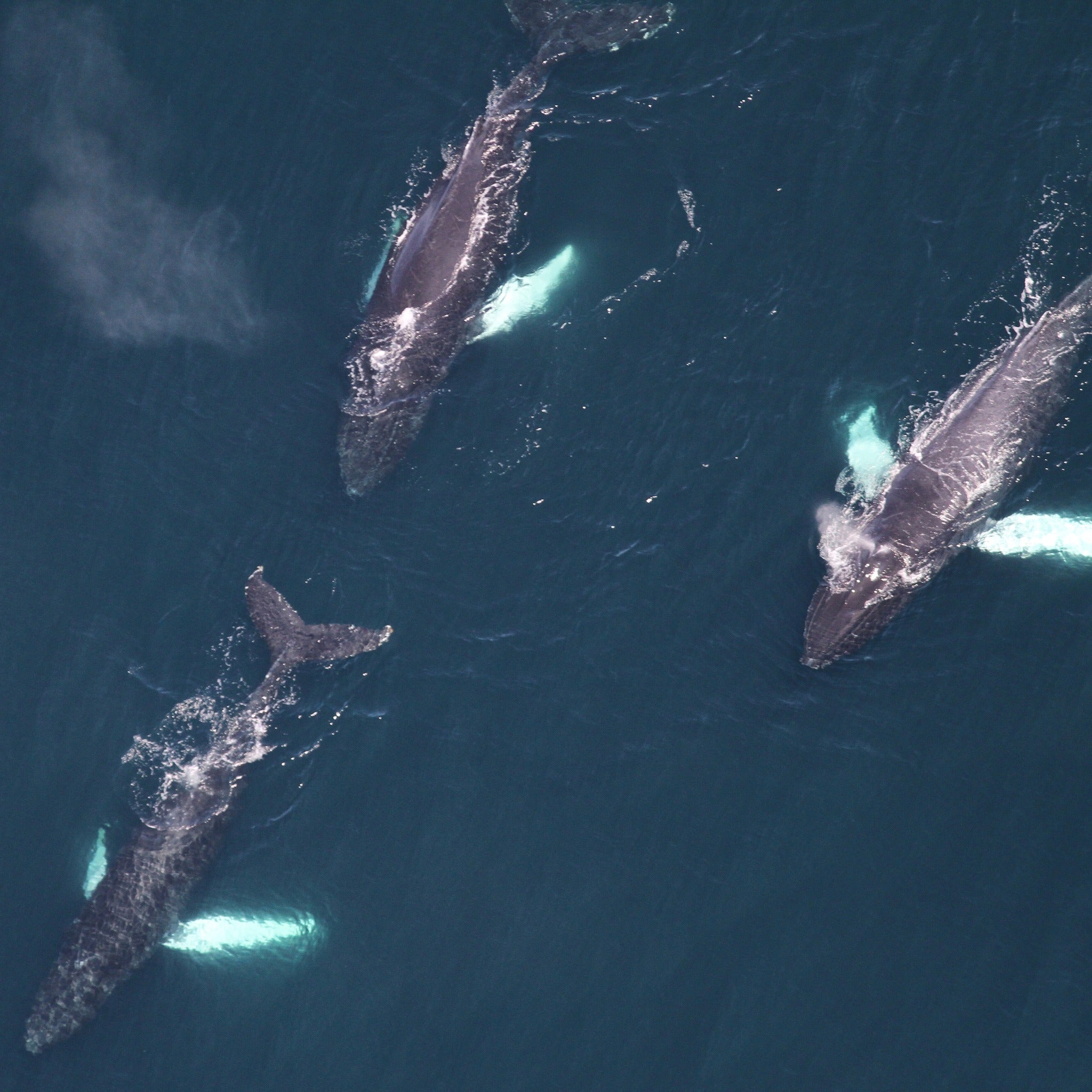 More than 160 whales seen near Martha’s Vineyard and Nantucket