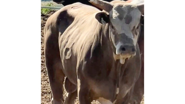 Bull that jumped the fence at Oregon rodeo forced to retire from ...