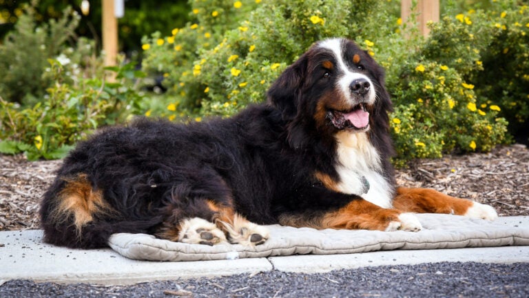 This dog breed is the most popular in Massachusetts