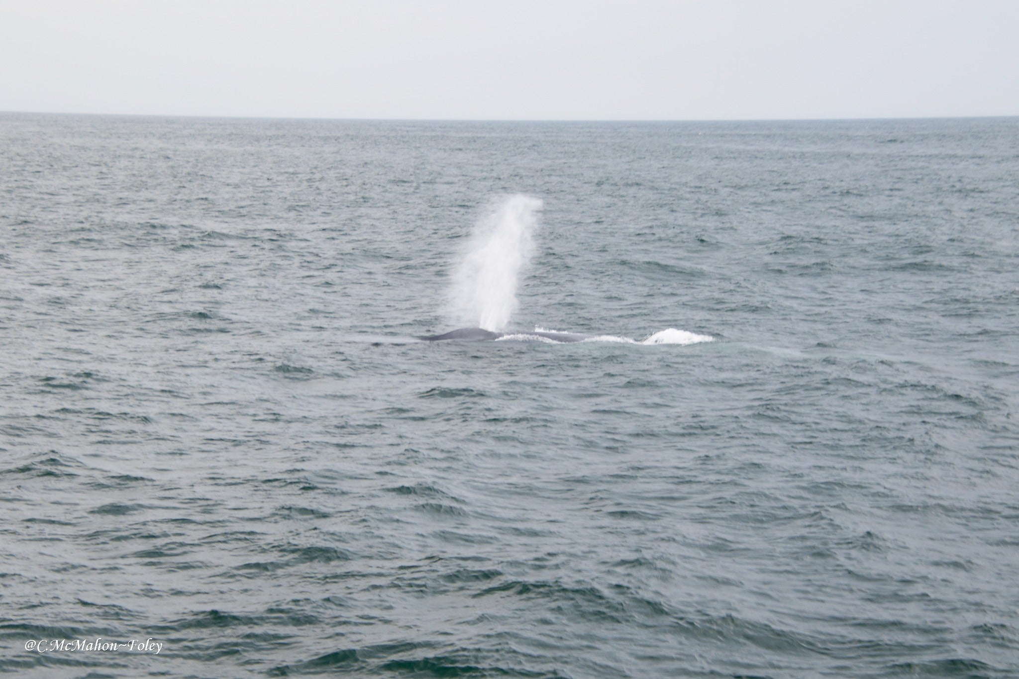 Blue whale, the world's largest animal, spotted off Cape Ann