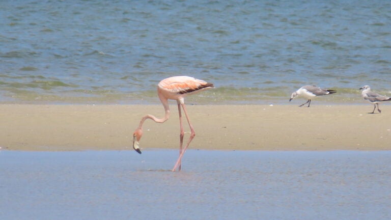 The Cape flamingo is back
