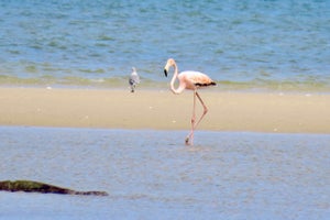 The Cape flamingo is back