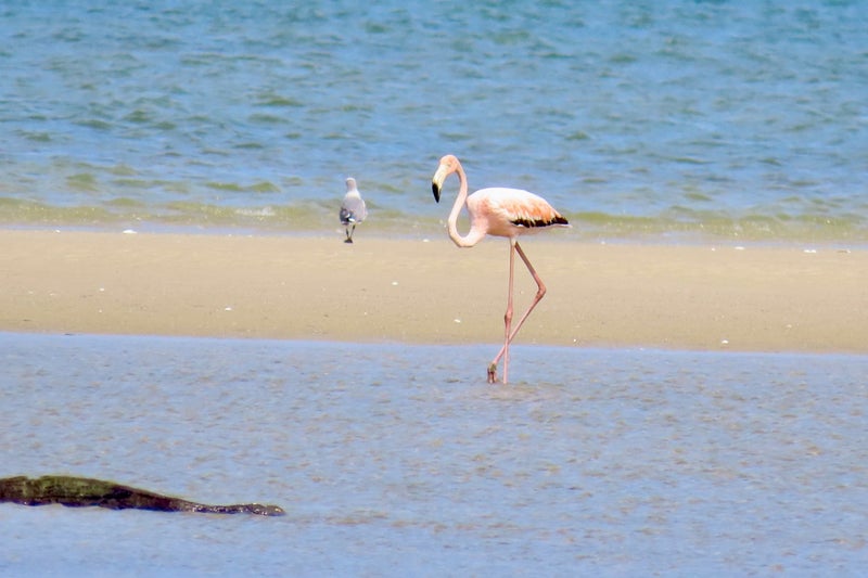 The Cape flamingo is back