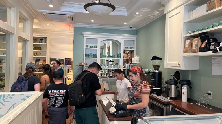 See inside: Boston's only cat cafe is now open