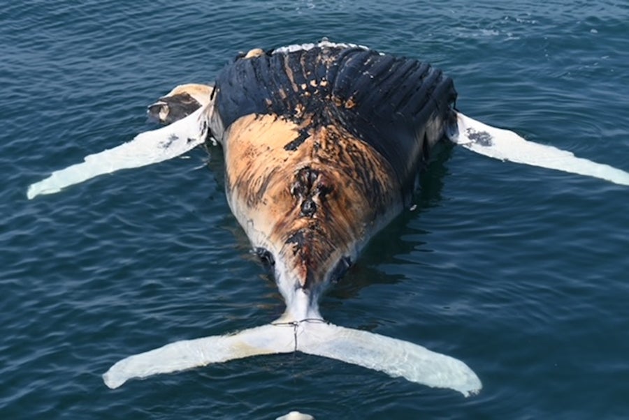 Dead whale carcass is drawing a steady stream of great white sharks to the South Shore
