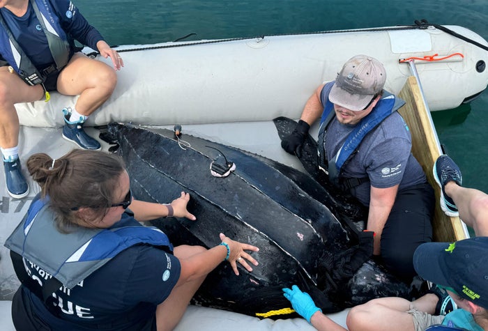Rescuers save 400-pound sea turtle tangled in fishing gear off Cape Cod