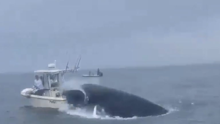 Video: Whale capsizes boat off coast of New Hampshire