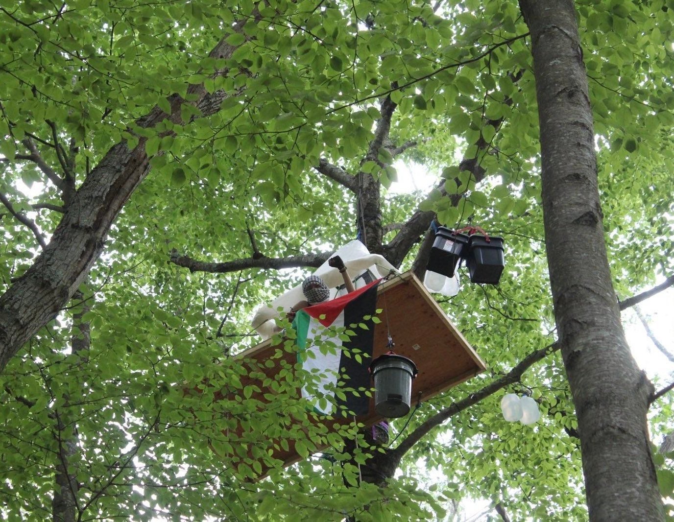 Lincoln Neighborhood Tree There's Safety In Numbers': South Lincoln