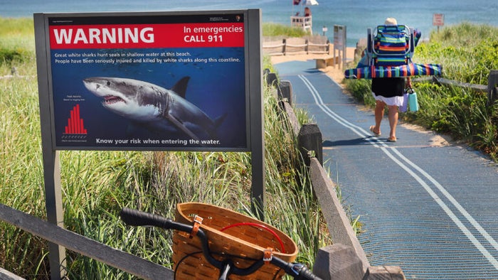 Shark sightings are up on the Cape. But are there more sharks?