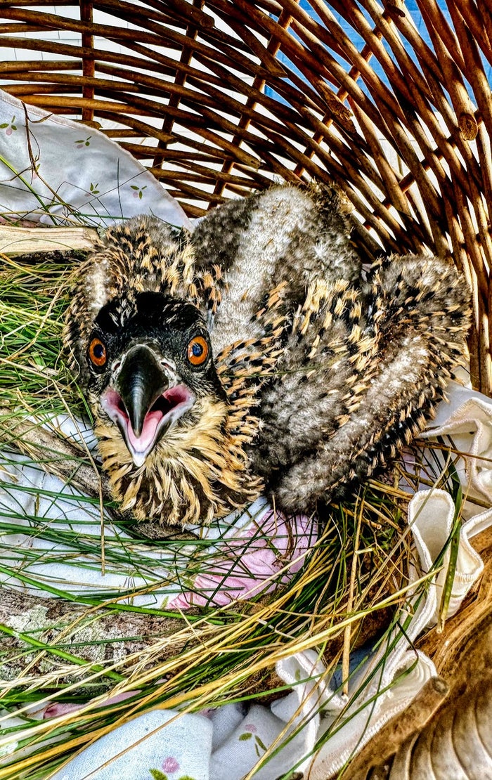 Ospreys make a comeback on the Cape, but run afoul of human infrastructure