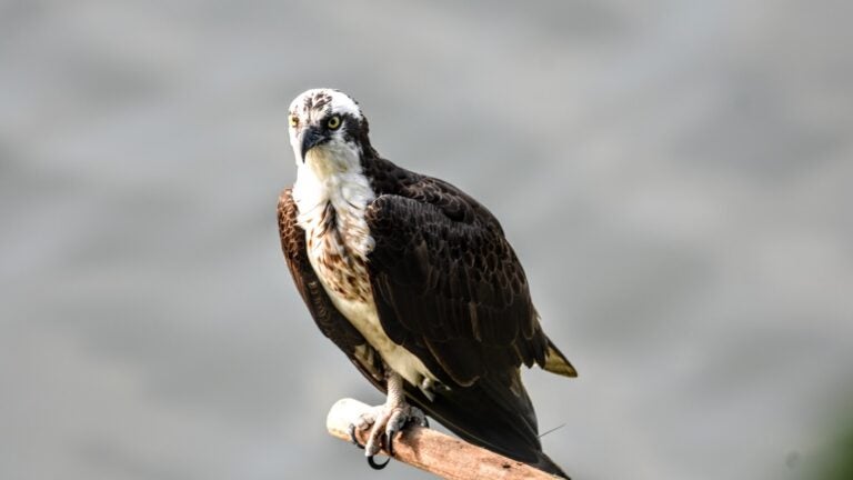 Ospreys make a comeback on the Cape, but run afoul of human infrastructure