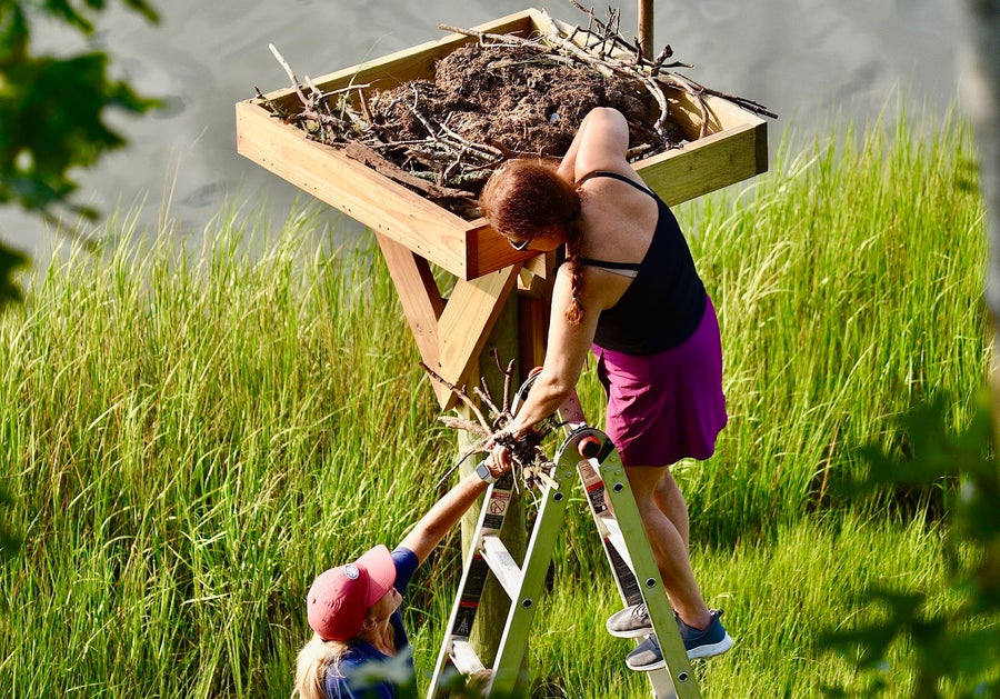 Ospreys make a comeback on the Cape, but run afoul of human infrastructure