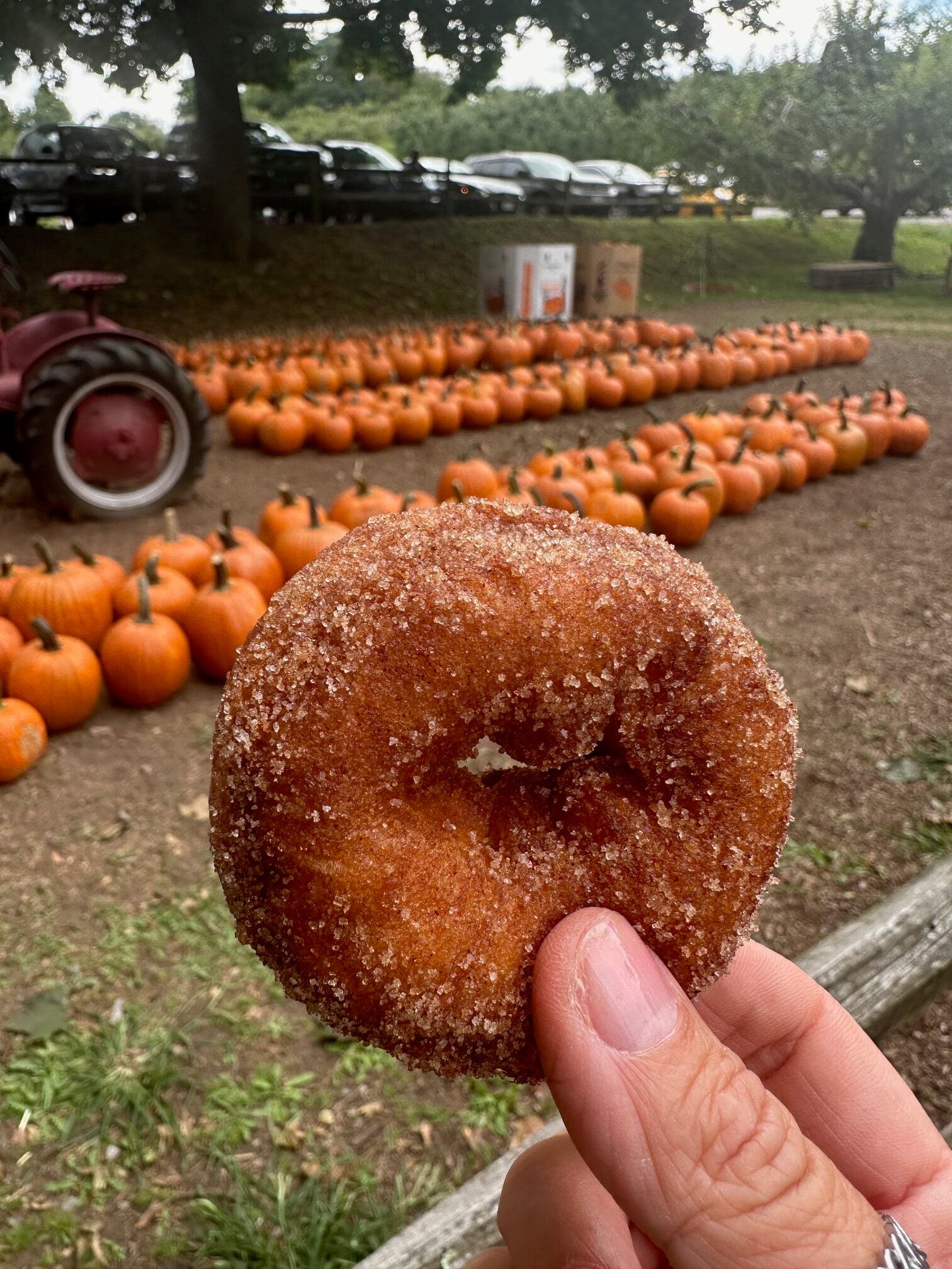 What it's like to go apple picking at the Honey Pot Hill Orchards