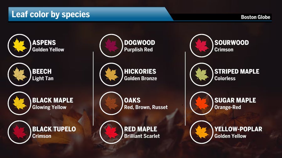 2024 fall foliage: Maps, dates for best fall colors in New England