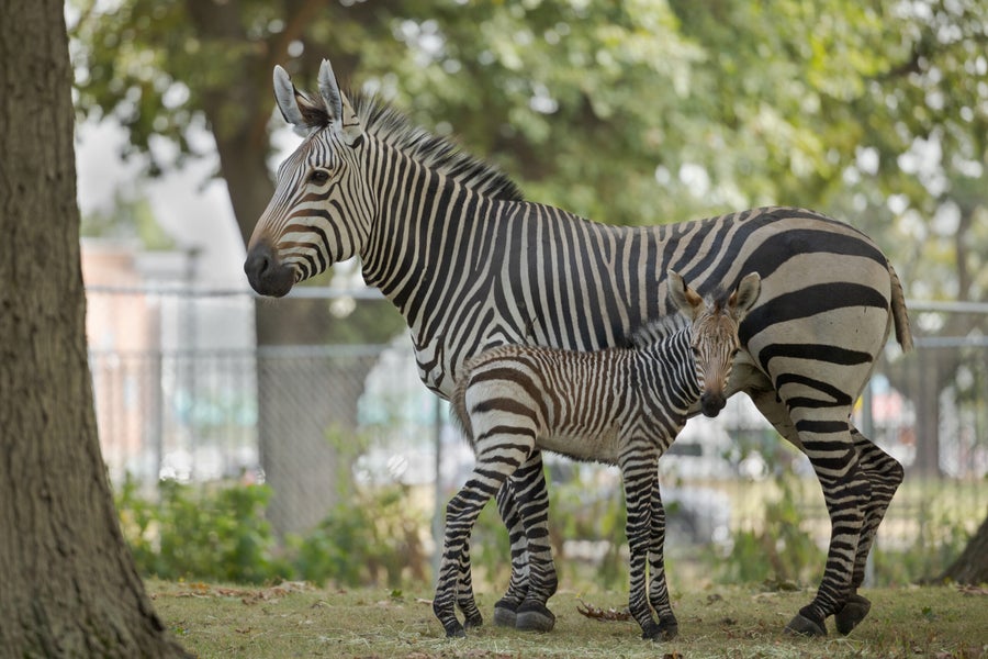 Franklin Park Zoo announces birth of baby zebra