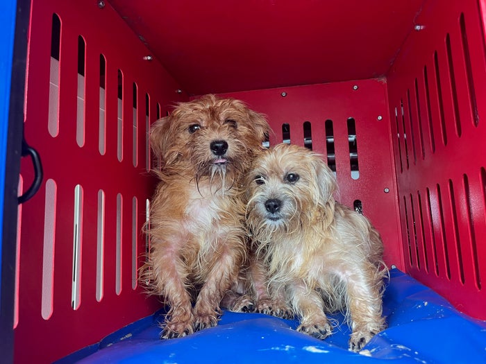 Mass. animal shelter needs help after 23 dogs surrendered all at once