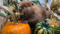 Here's what to know about the viral Chelmsford beaver saga