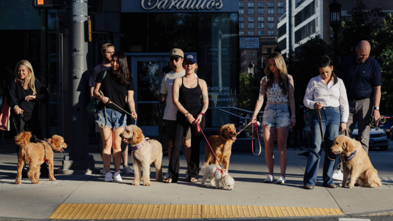 Meet the candidates in the race to become the first dog mayor of the ...