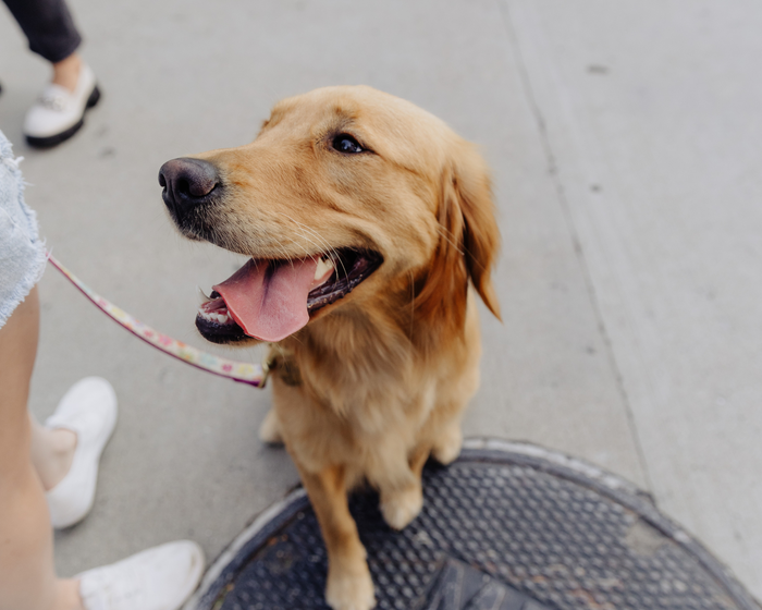 Meet the candidates in the race to become the first dog mayor of the ...