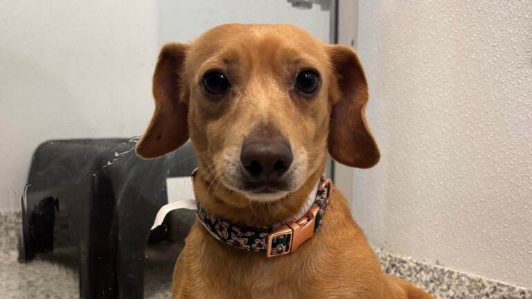 One more dog left to adopt from batch of 27 that overwhelmed animal shelter