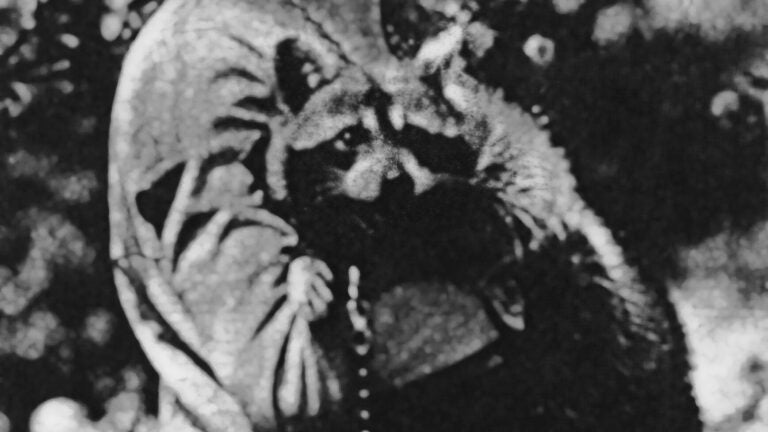 Why did Calvin Coolidge pardon a raccoon for Thanksgiving?