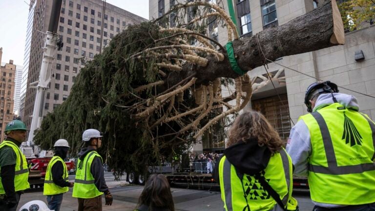Rockefeller Center Christmas Tree from Mass. arrives in NYC
