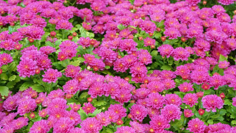 Ask the Gardener: Hardy mums are a New England gardener’s autumn delight