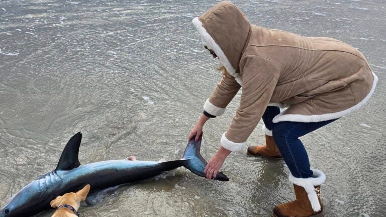 Beachgoers brave freezing ocean to help stranded shark in Maine