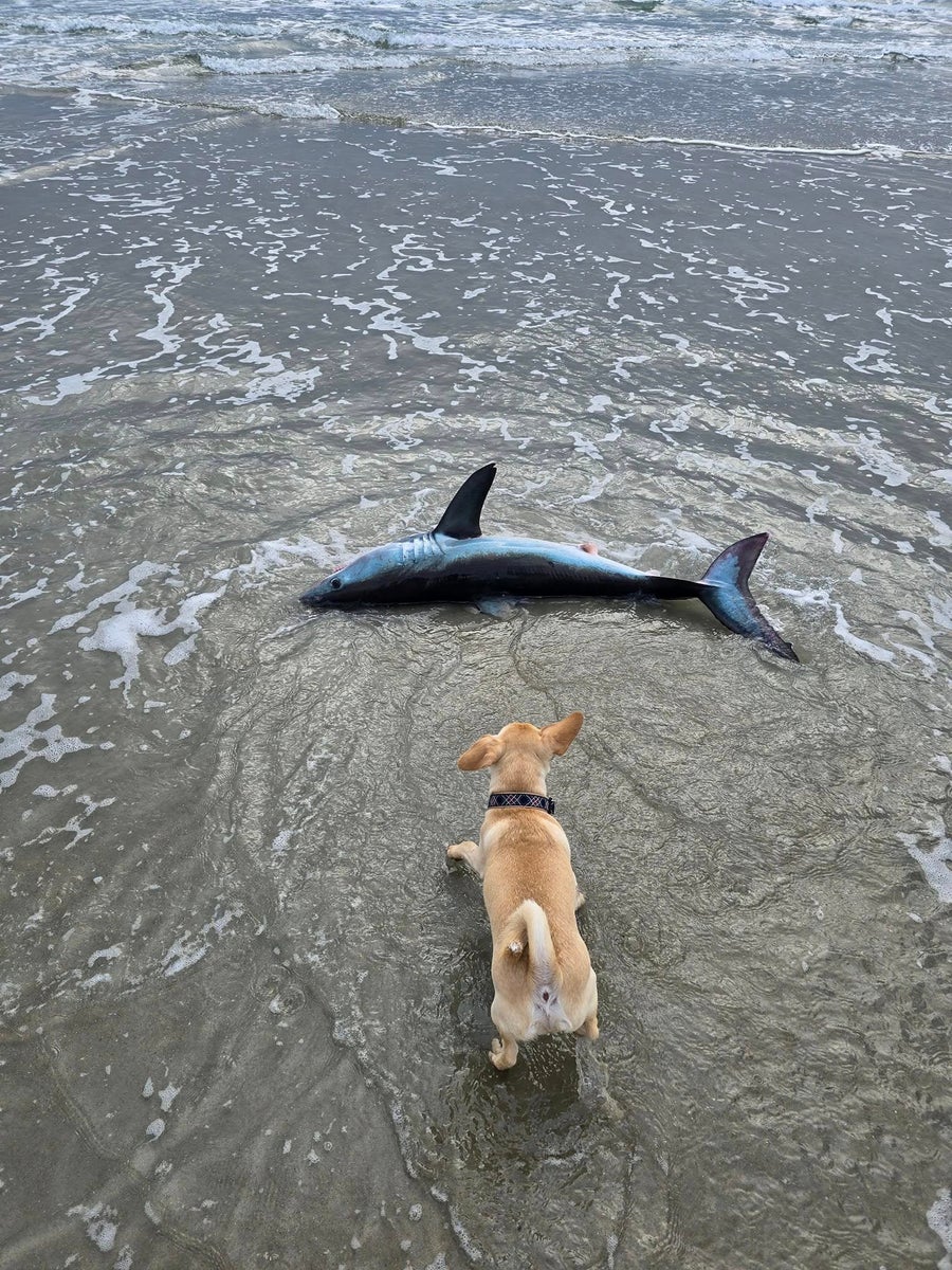 Beachgoers brave freezing ocean to help stranded shark in Maine