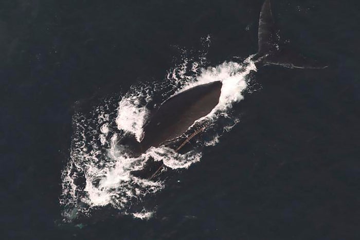 Endangered whales found entangled in rope off Massachusetts, and 1 is ...