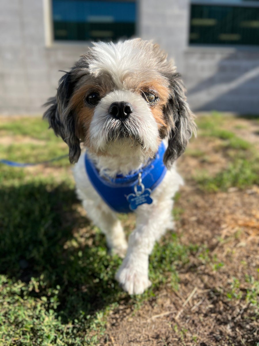 MSPCA-Angell, partners host 'Home for the Holidays' adoptathon