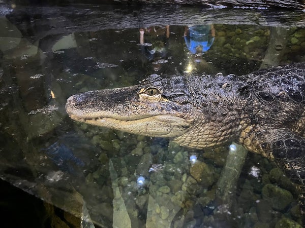 New Hampshire's only alligator exhibit just opened in Glen