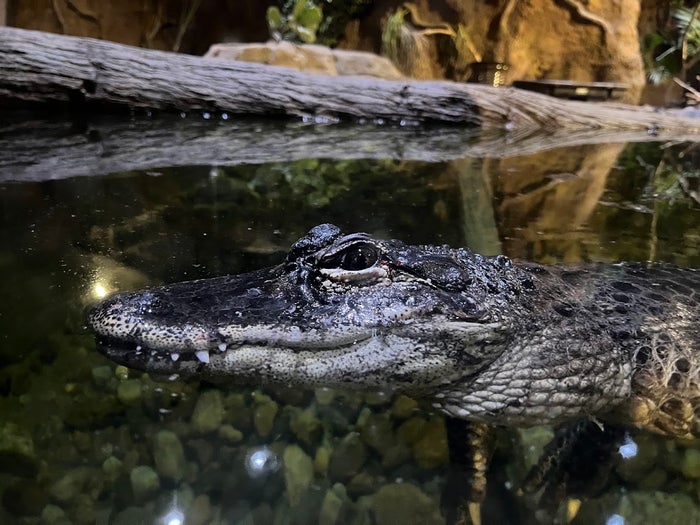 New Hampshire's only alligator exhibit just opened in Glen