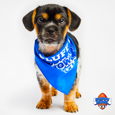 Meet the Mass. dogs competing in the Puppy Bowl