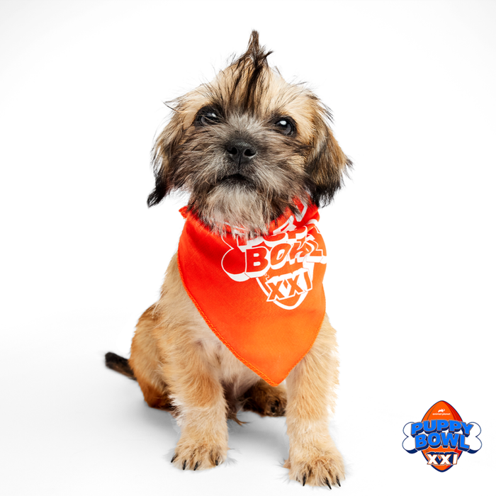 Meet the Mass. dogs competing in the Puppy Bowl