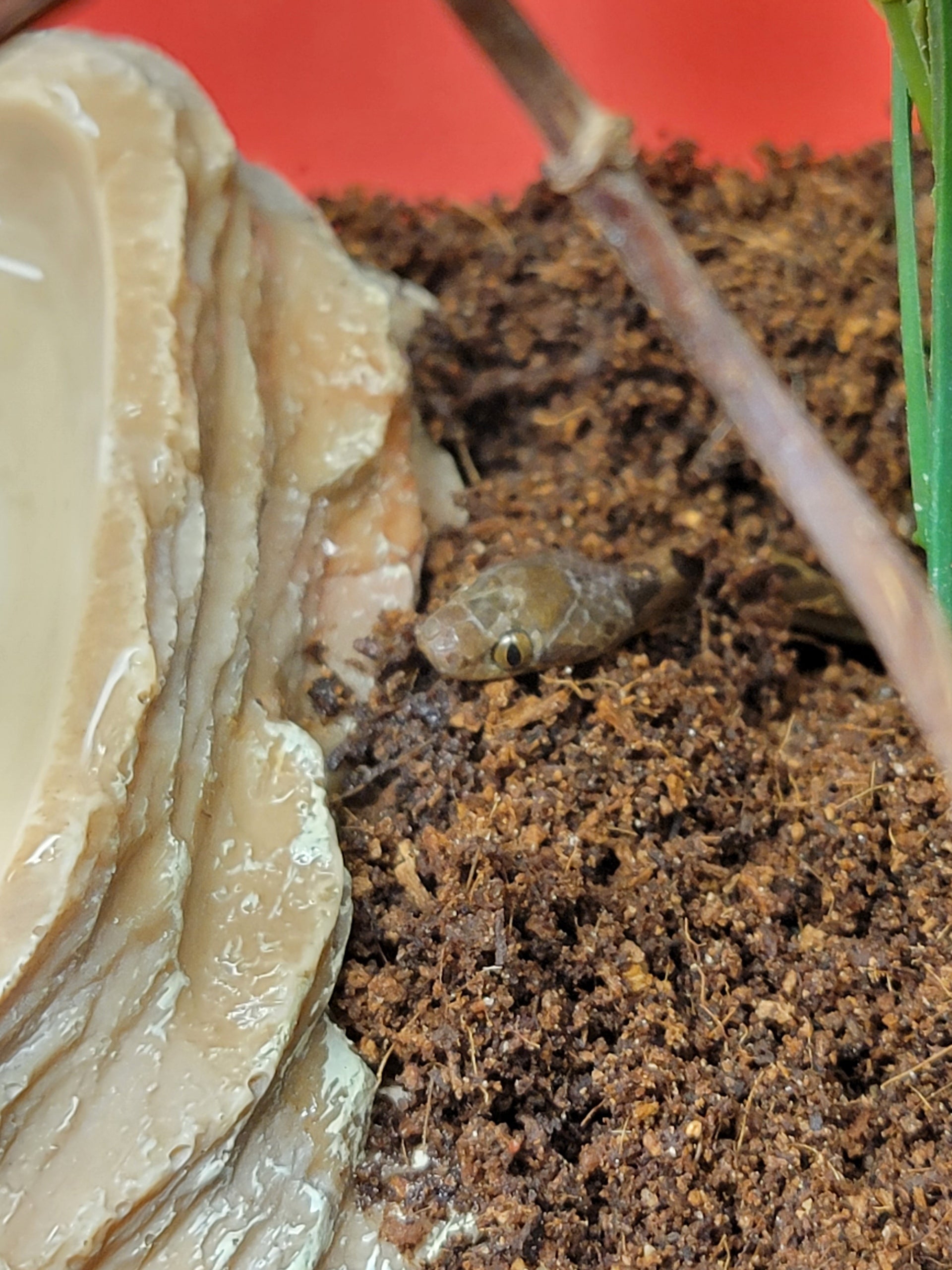 Venomous snake found in Market Basket bananas